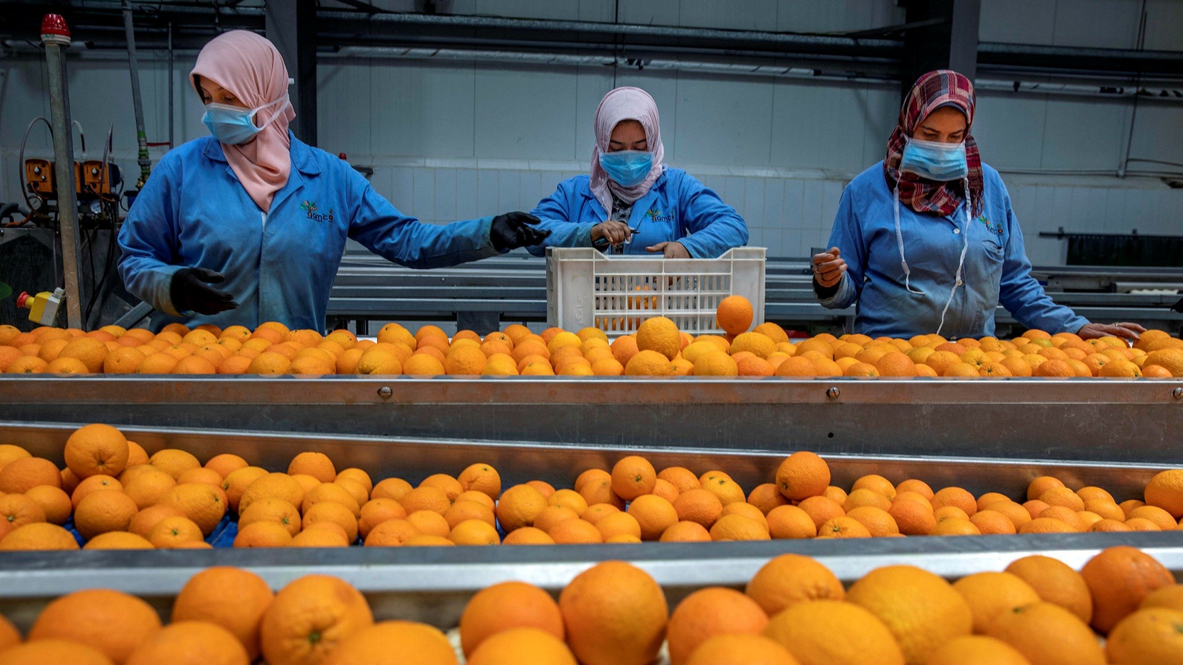 Egypt’s agricultural exports surge to 5.669 million tonnes, valued at ...