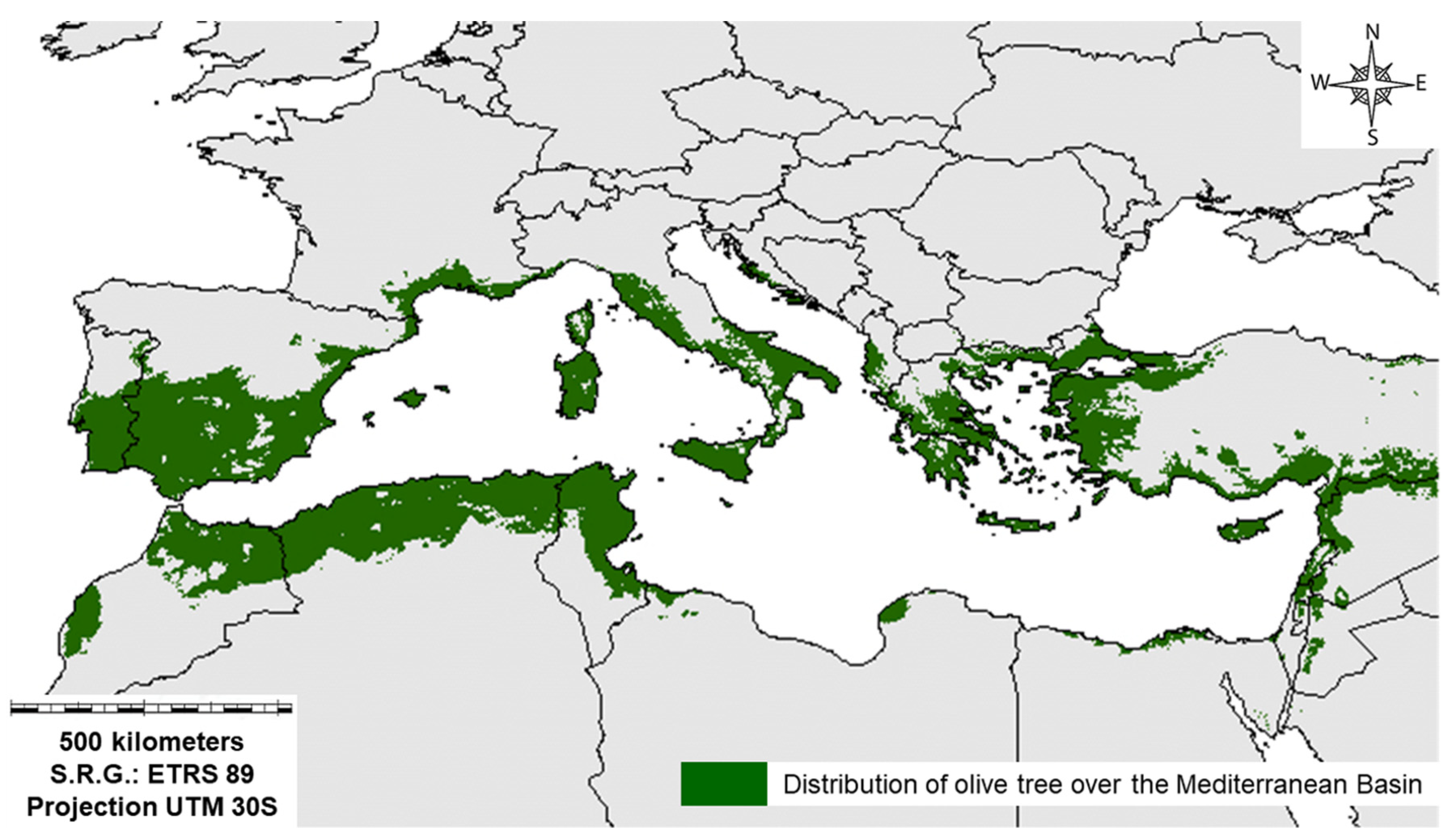 Olive oil at risk: Climate change threatens Mediterranean’s ‘liquid ...