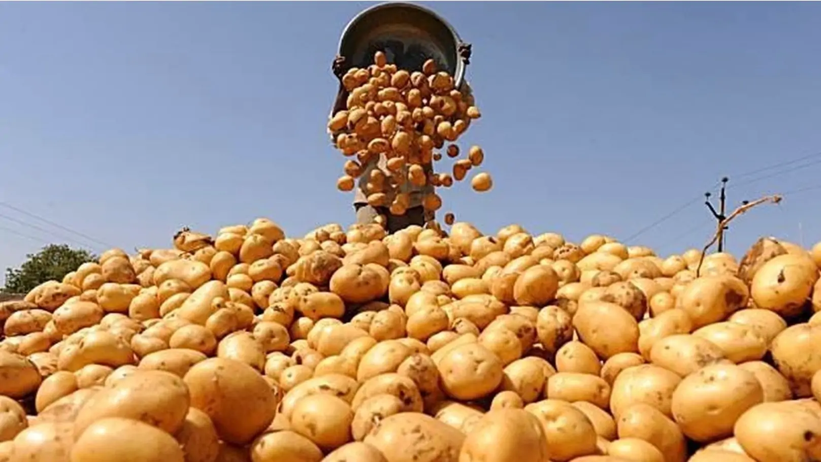 New EU regulation eases path for Egyptian potato exports - Dailynewsegypt